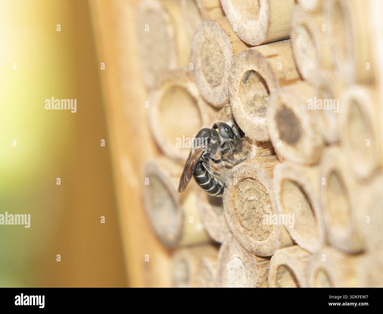 Snakeshead mason bee Osmia adunca Stock Photo - Alamy