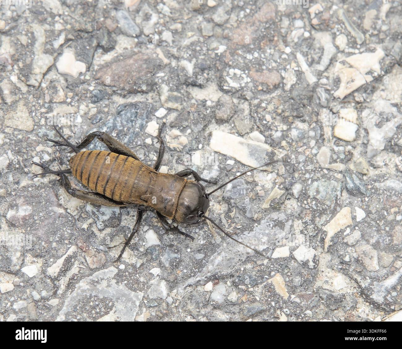 Field cricket 'Gryllus campestris' nymph Stock Photo - Alamy