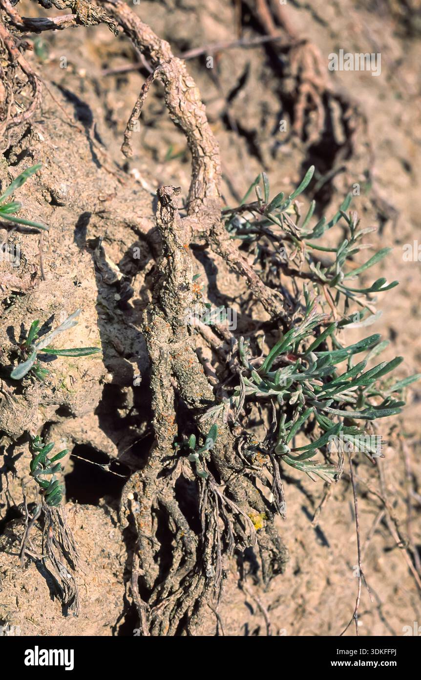 Crete Senesi mugwort (Artemisia coerulescens subsp. cretacea ...