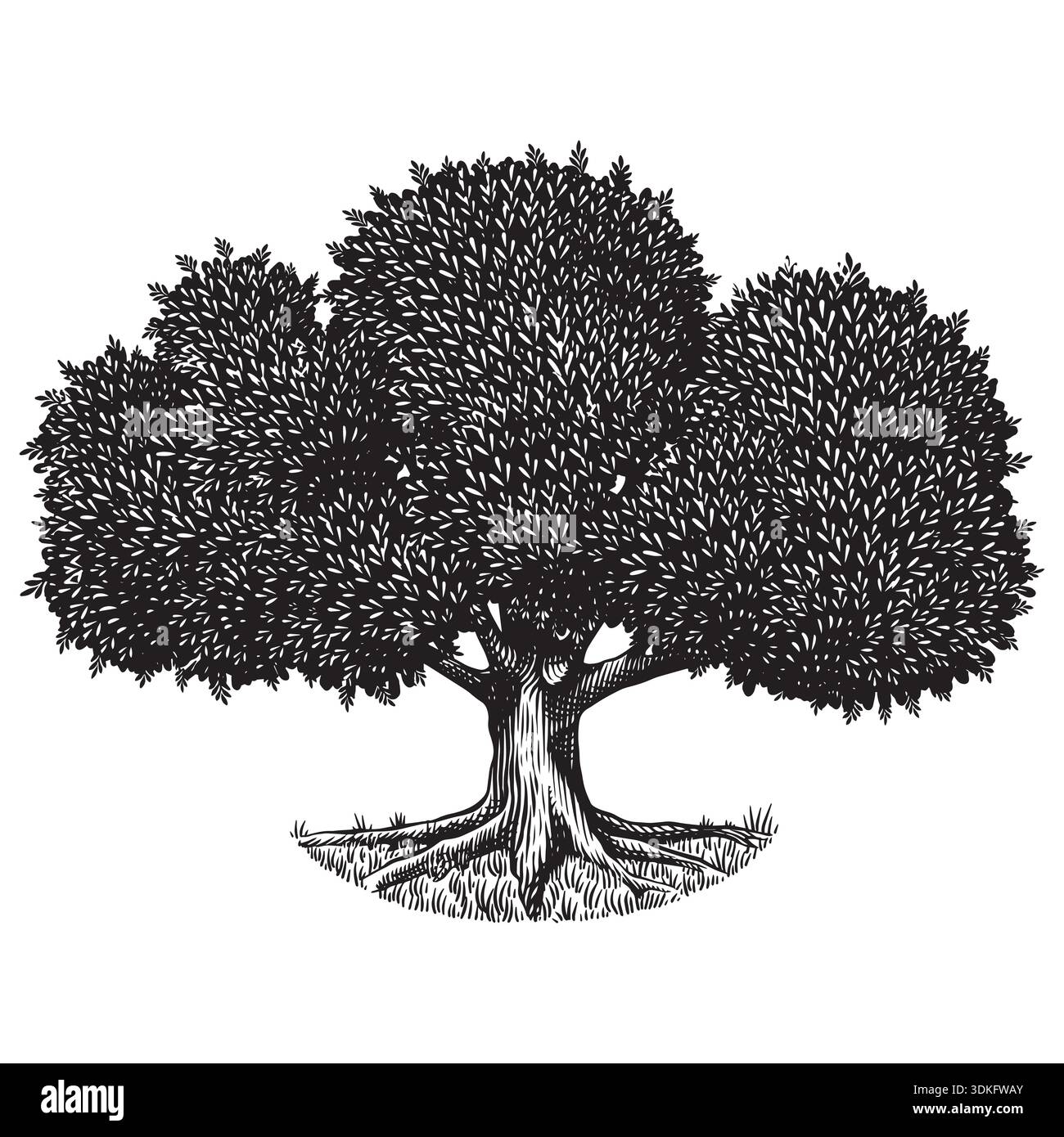 Old oak tree drawing. Black and white hand drawn engraving as a symbol ...