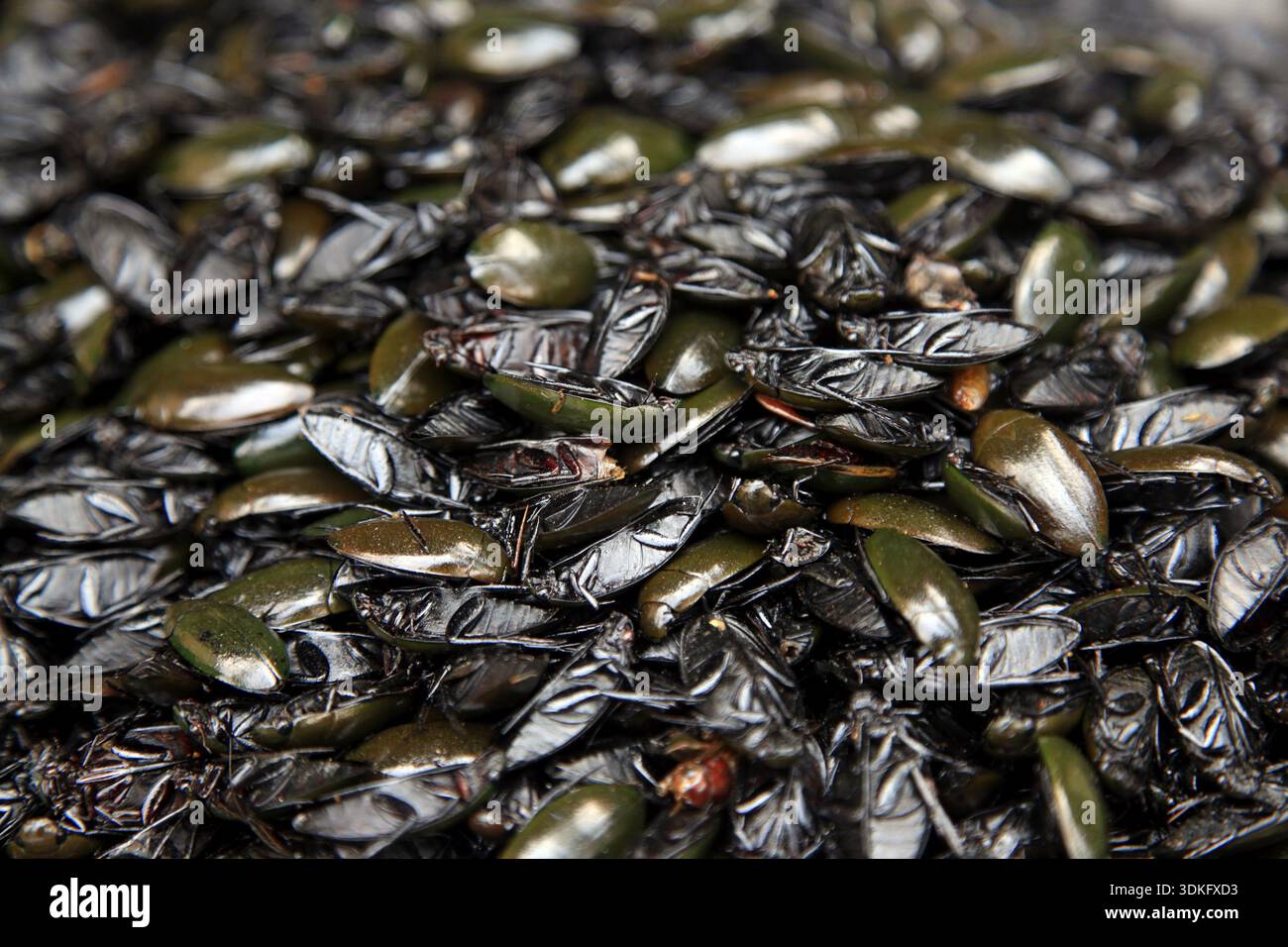 Fried cockroaches - street food of Cambodia Stock Photo - Alamy