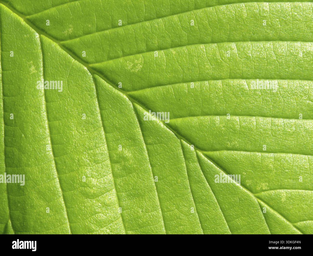 Leaf structures, leaf, leaf vein, leaf veins, leaf area, vascular ...