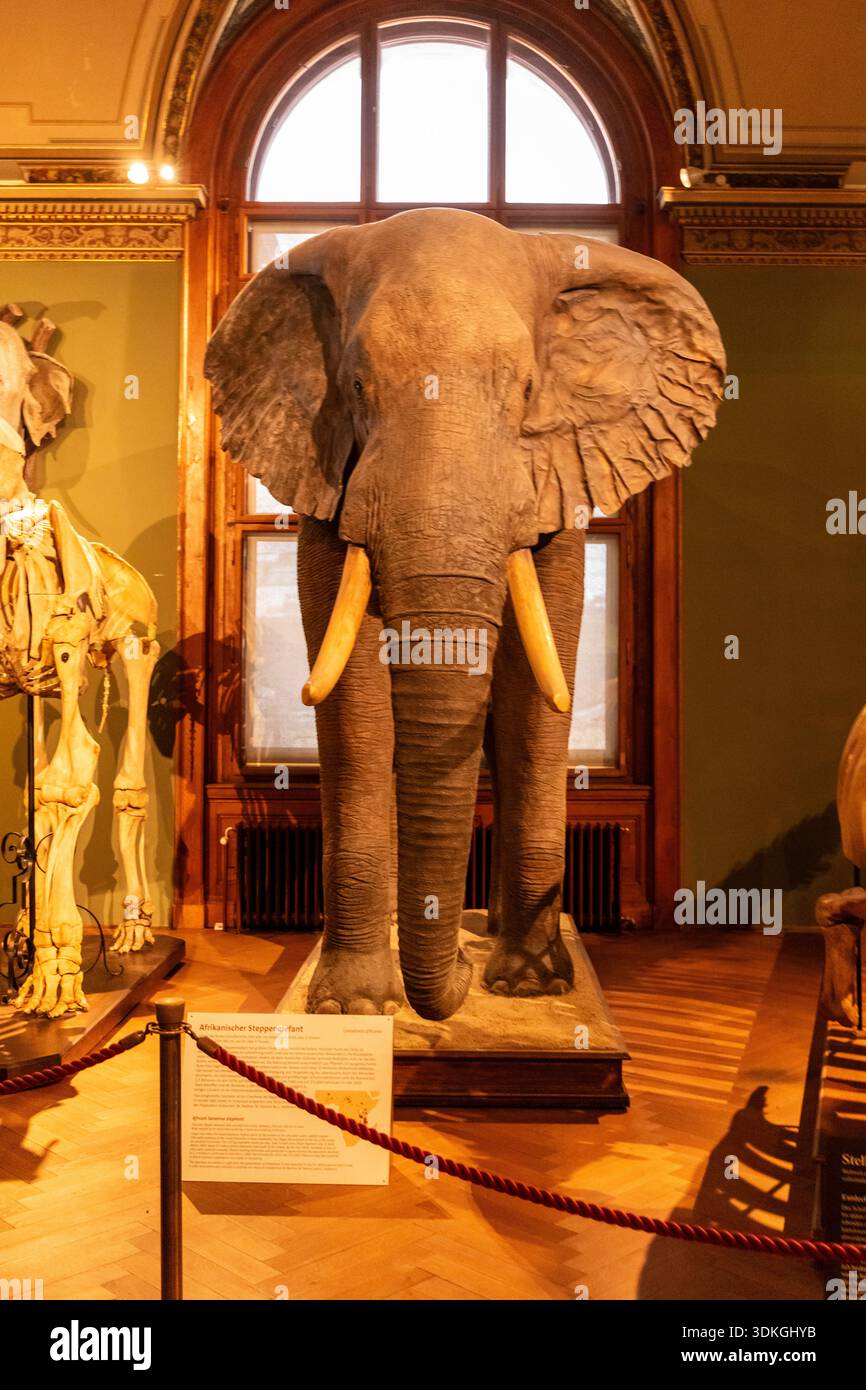 African bush elephant at the Natural History Museum Naturhistorisches ...
