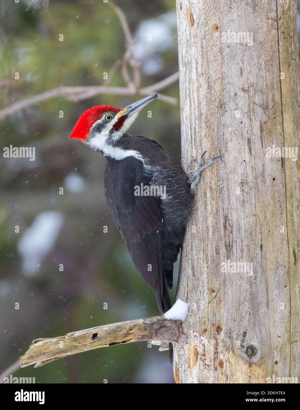 Male pileated woodpecker (Dryocopus pileatus) in winter Stock Photo - Alamy