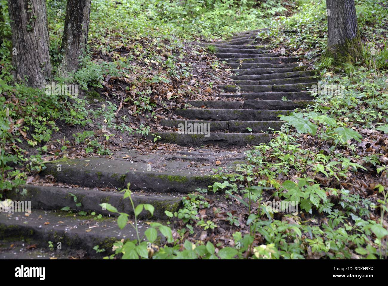Stairs, steps, steps, steep, path, hiking trail, Palatinate, Suedpfalz ...