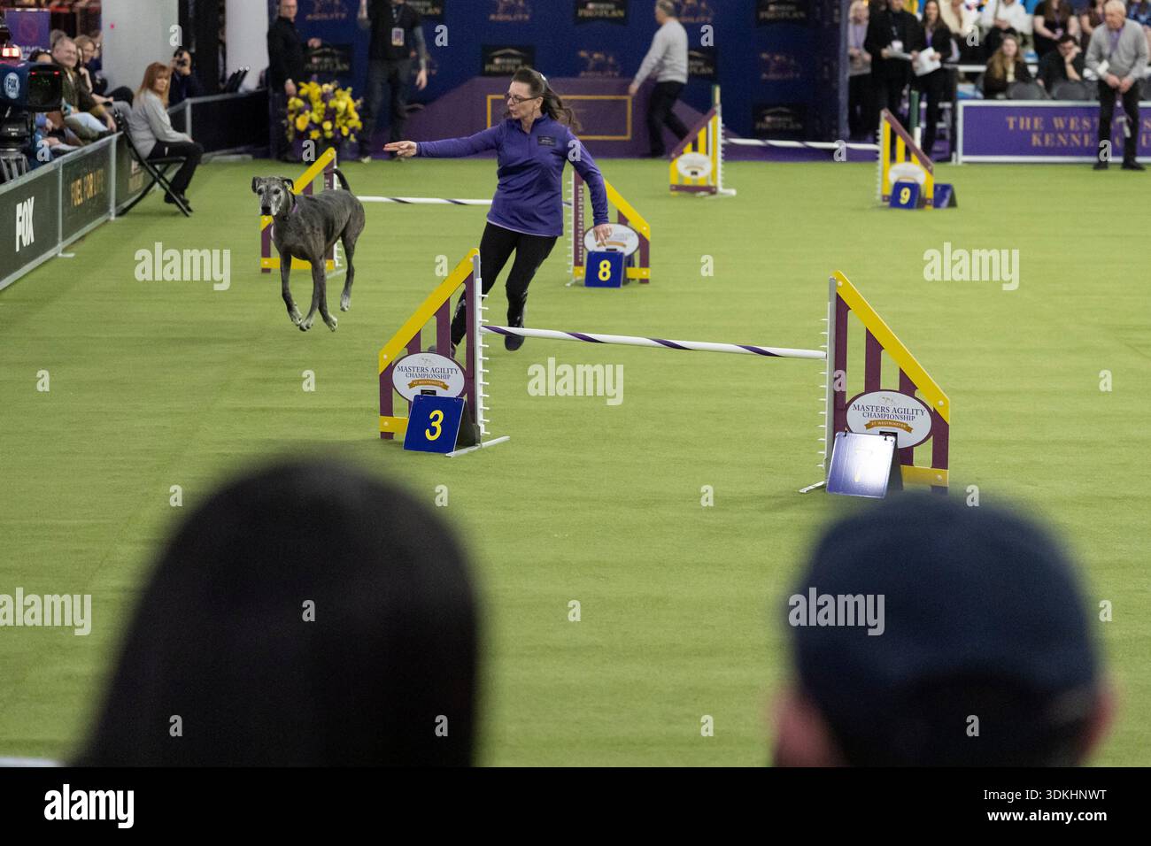 A Whippet, competes in the Masters Agility Championship Finals at the ...