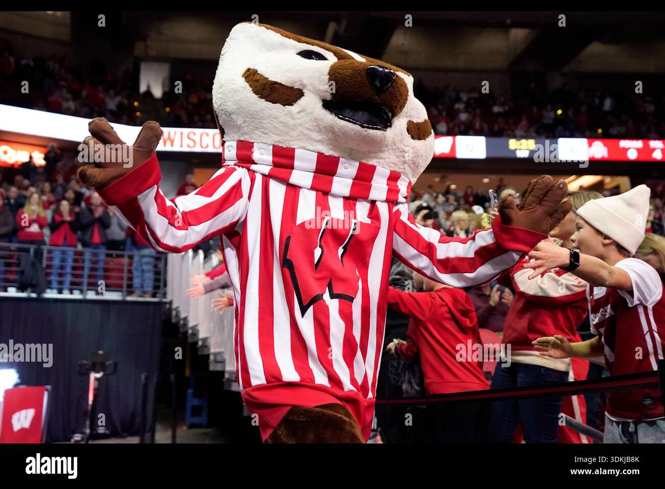 Bucky Badger takes to the court before an NCAA college basketball game ...