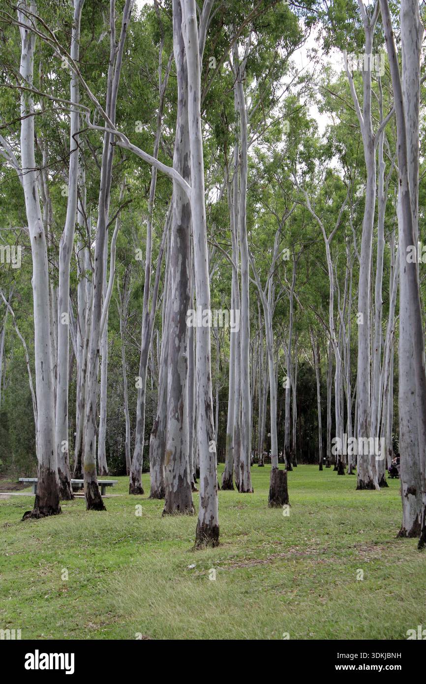 Group tall eucalyptus trees hi-res stock photography and images - Alamy