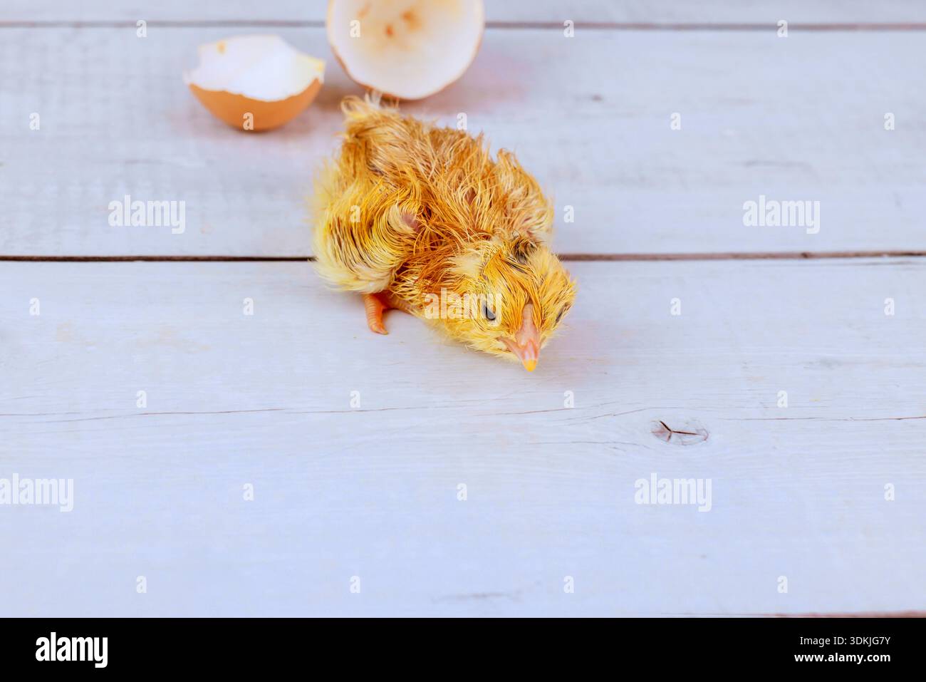 After hatching chick is emerging from an egg shell new life beginning ...