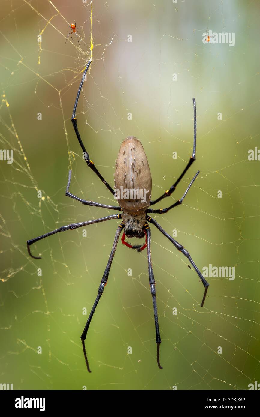 Queensland golden orb spiders hi-res stock photography and images - Alamy
