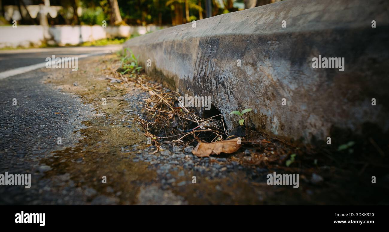 Monitor lizard hiding in roadside drain in Sri Lanka. Wet Stone ...