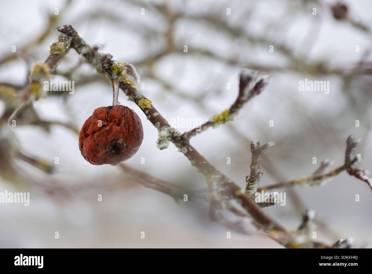 01 February 2026, Baden-Württemberg, Münsingen: A frozen apple hangs ...