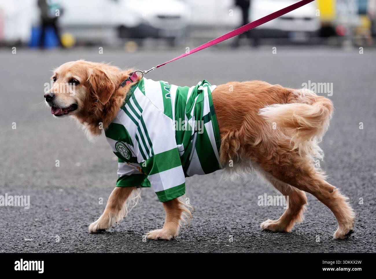 A dog dressed in a Celtic kit outside the ground ahead of the William ...
