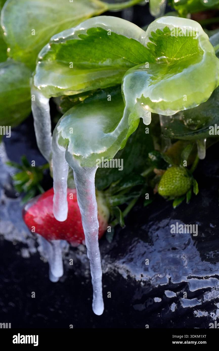 Icicles cling to strawberry plants Sunday, Feb. 1, 2026, in Plant City ...