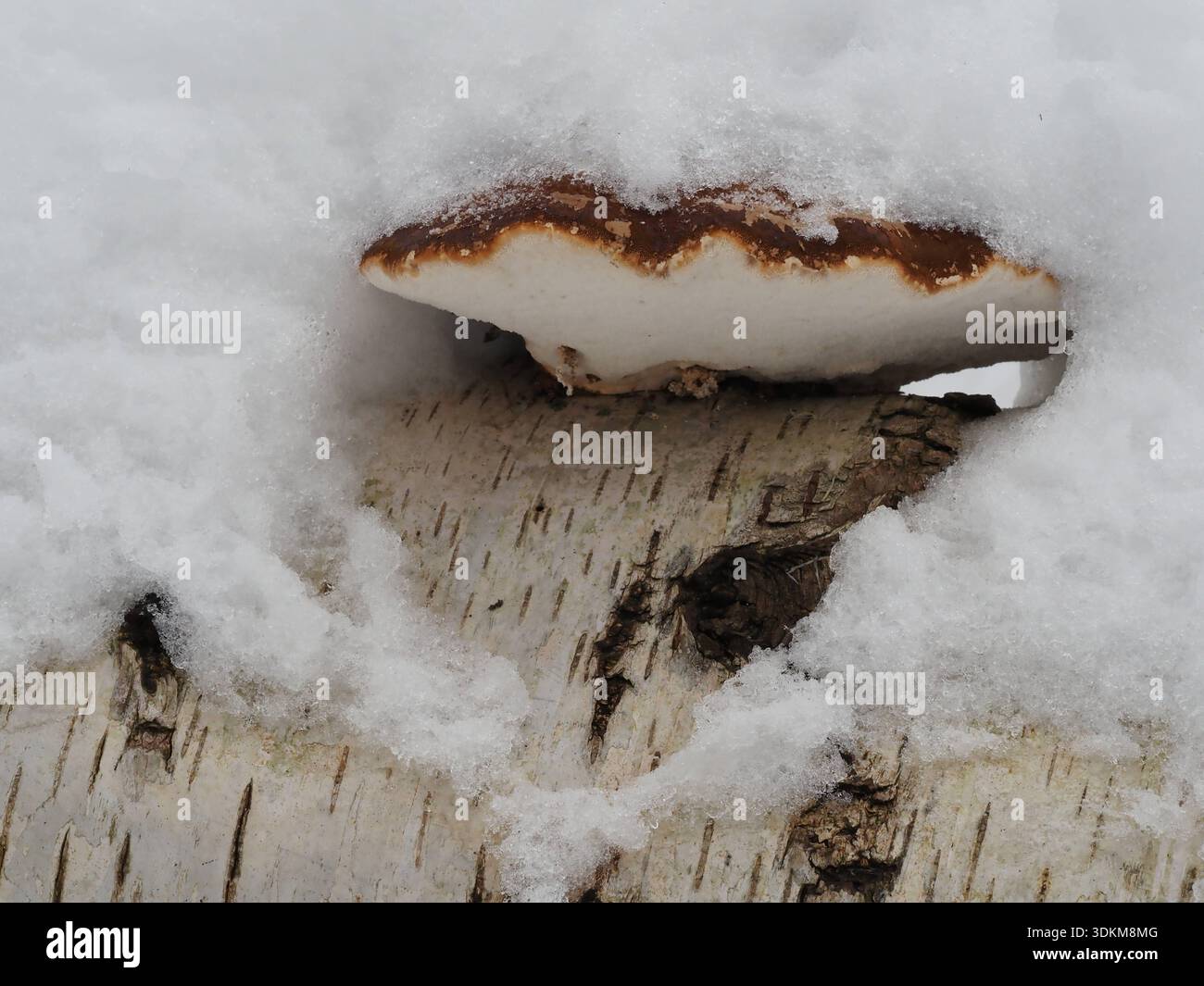 Heilpilze hi-res stock photography and images - Alamy