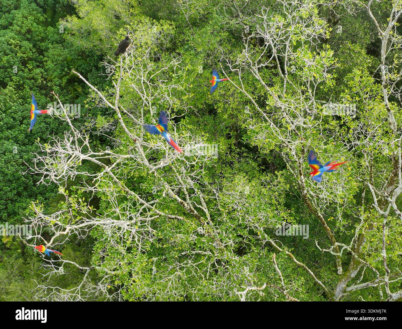 Scarlet Macaws Fly Above the Amazon Rainforest Canopy Stock Photo - Alamy