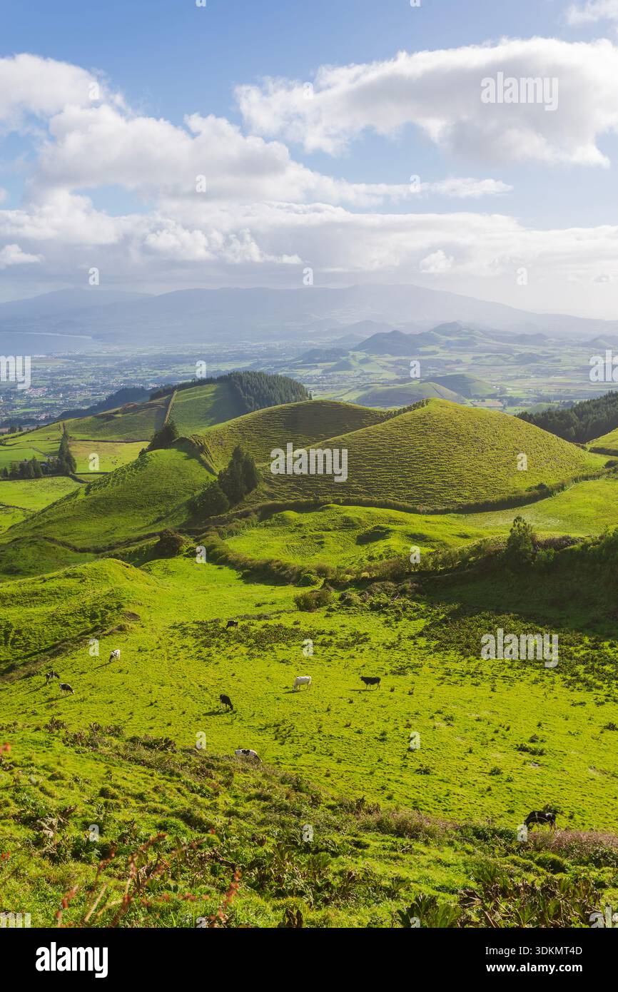 Livestock grazing in the lush, green volcanic pastures of Sao Miguel ...