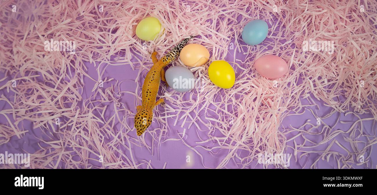 Leopard gecko explores vibrant hi-res stock photography and images - Alamy