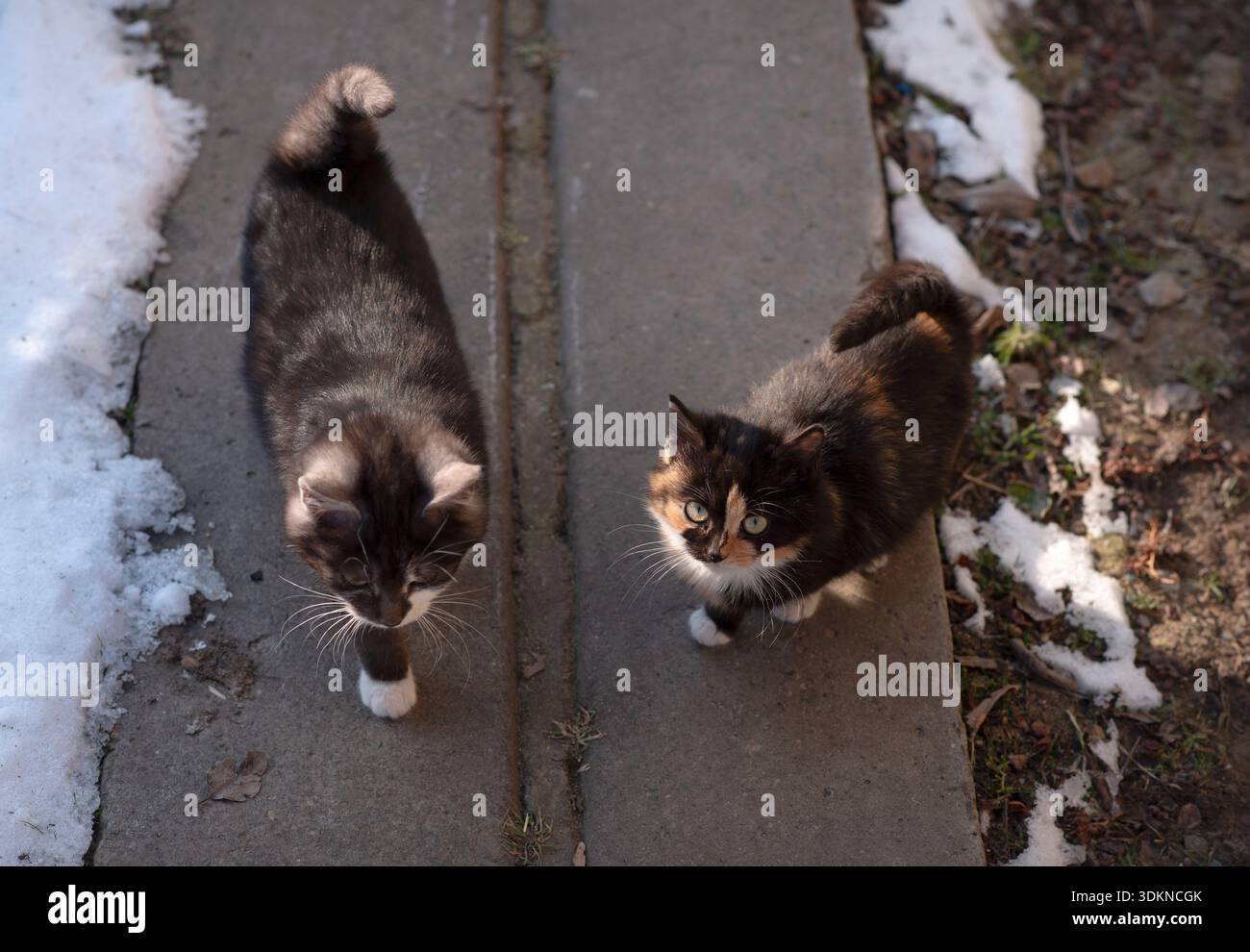 Two domestic cats walking side by side on a paved path in winter ...