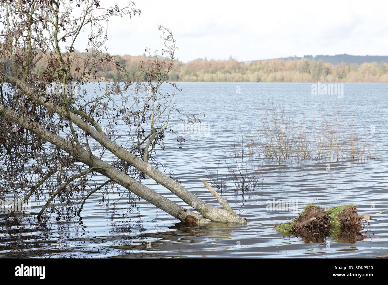 Wicklow, Ireland - 01st February 2026: A submerged fallen tree in the ...