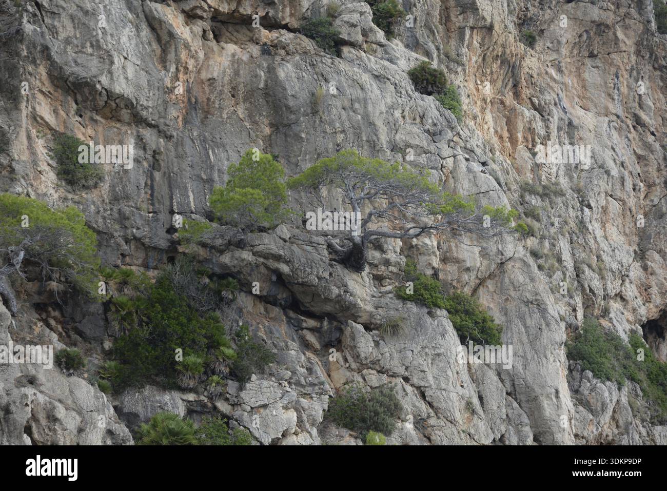 Tree, wall, rock face, cliff, coast, steep coast, steep, nature ...