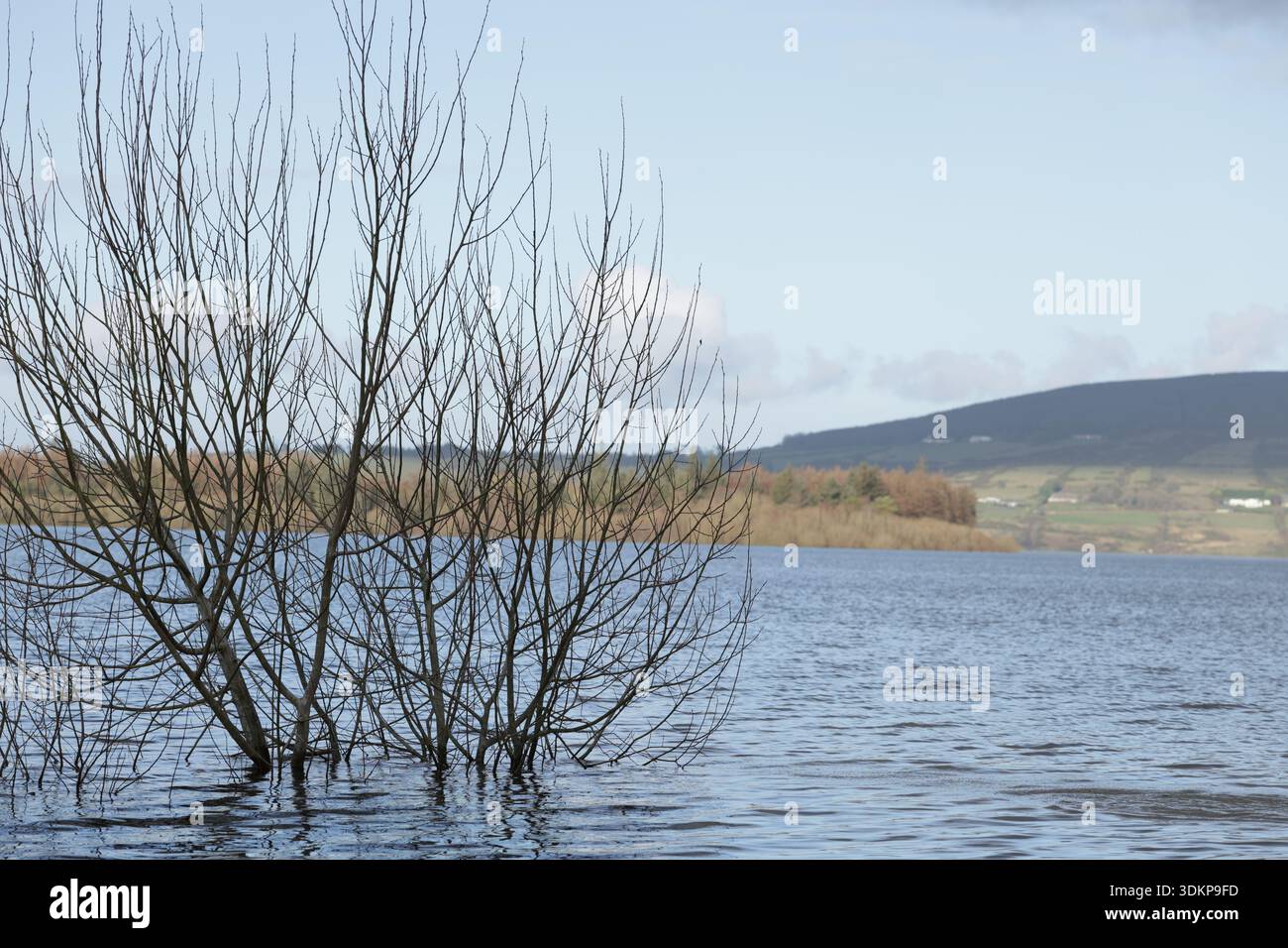 Wicklow, Ireland - 01st February 2026: A submerged tree in the elevated ...