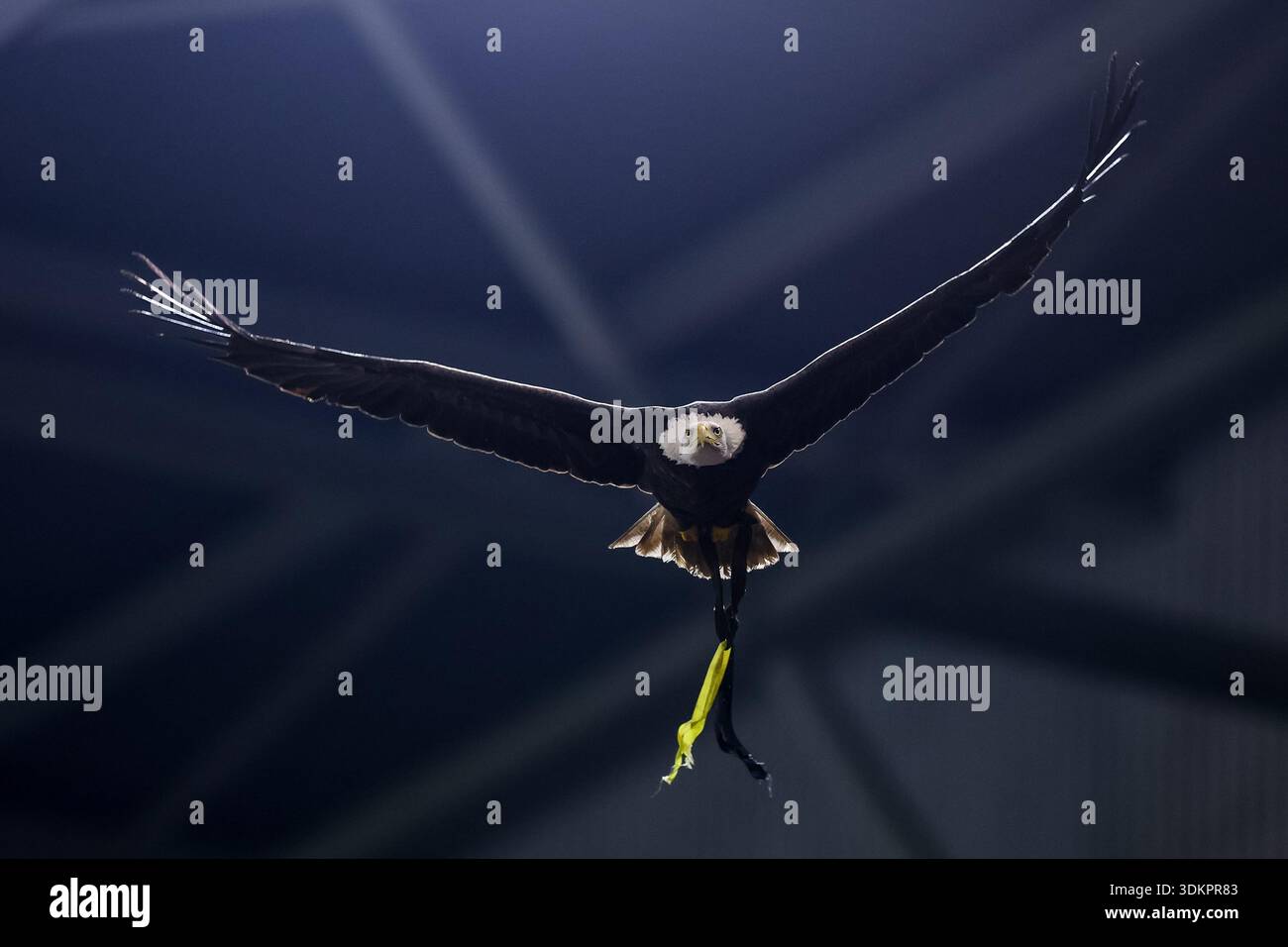 ARNHEM , 30-01-2026 , GelreDome , season 2025 / 2026 , Dutch Keuken ...