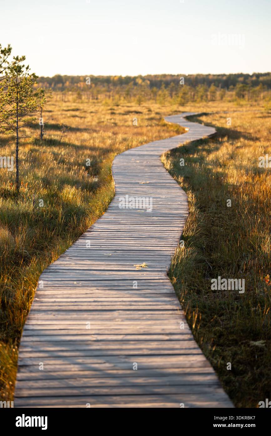 Swamp bog wetland boardwalk hi-res stock photography and images - Alamy