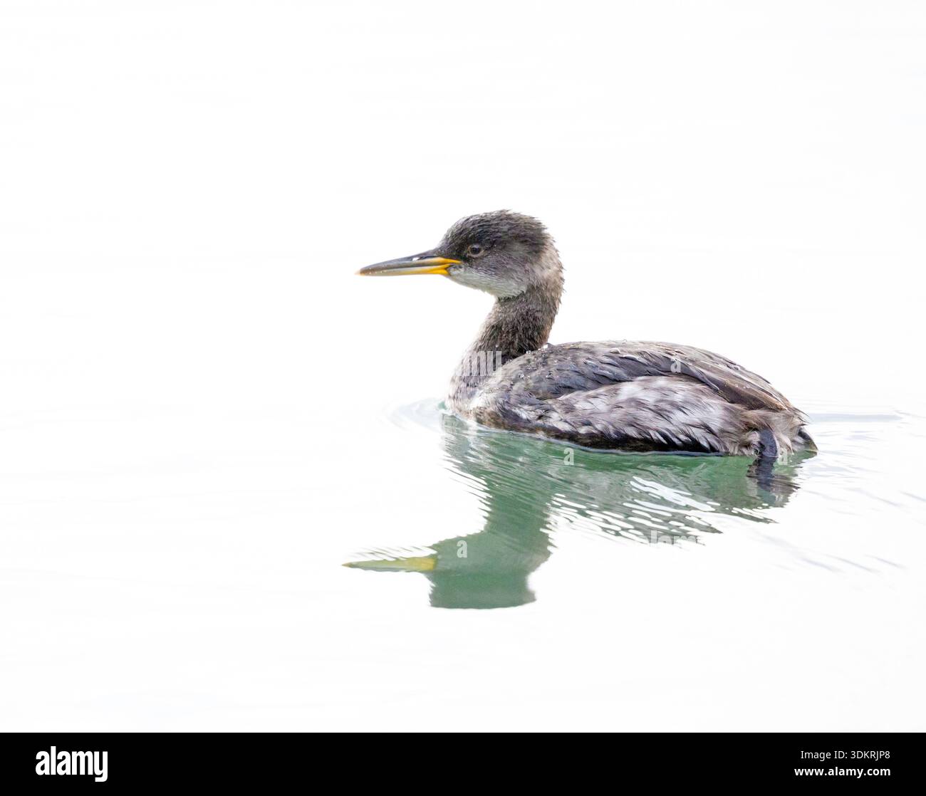 Red necked grebe winter plumage hi key hi-res stock photography and ...