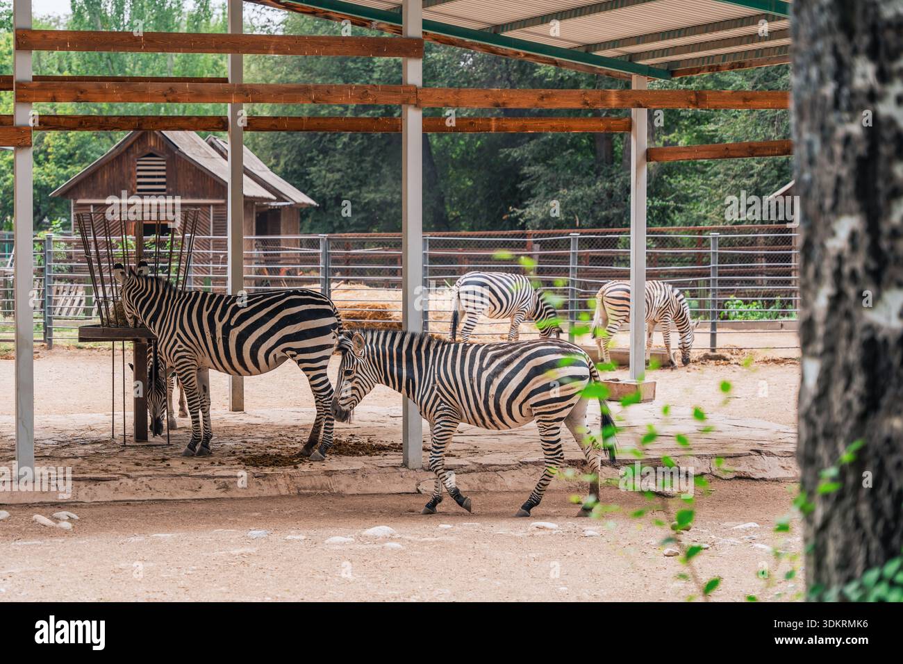 Almaty, Kazakhstan - July 30, 2025: Zebras wandering around the zoo ...