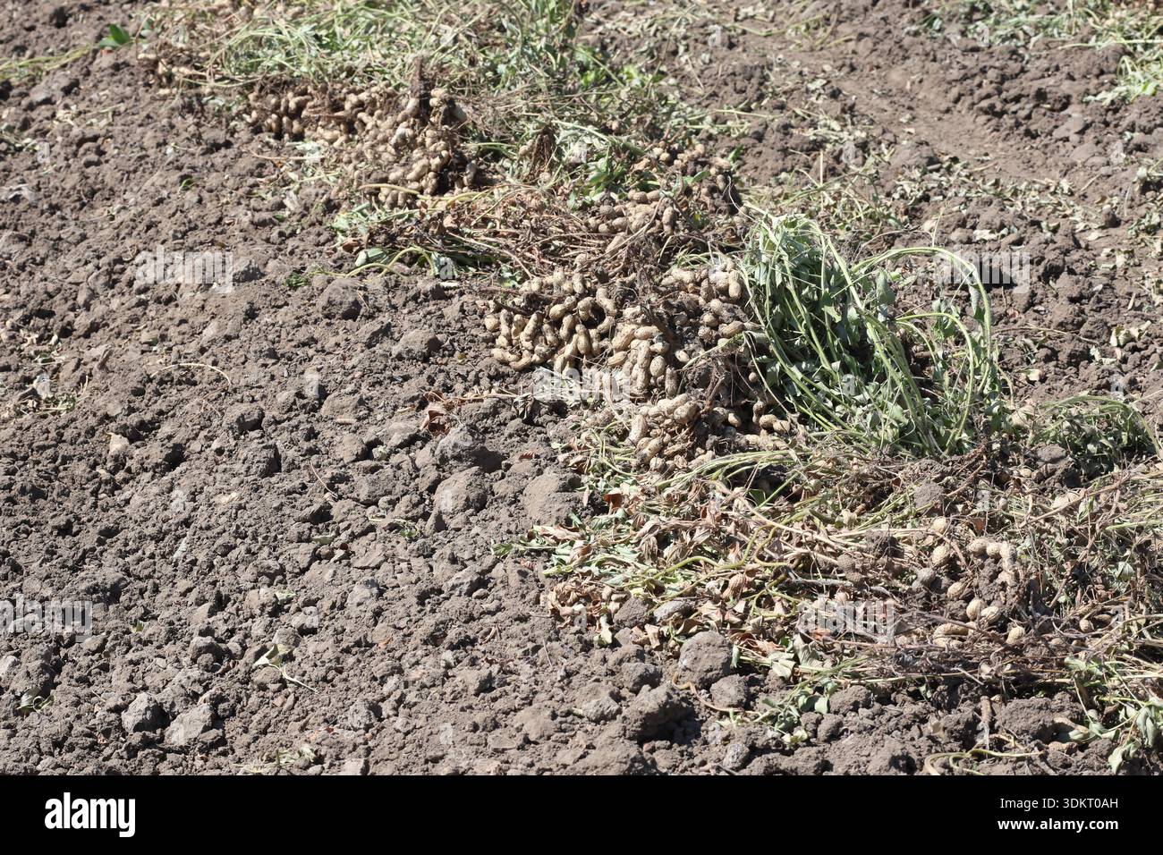 Peanuts await harvesting in a field. Unearthed peanut plants in the ...