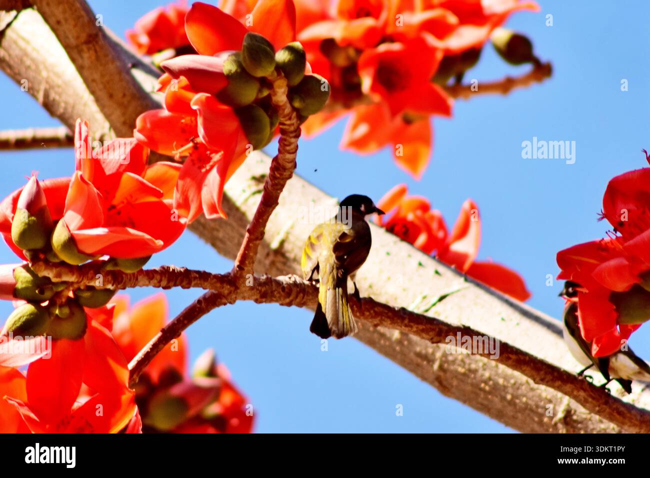 Kapok flowers bloom on Jiefang Road in Sanya City, southernmost China's ...