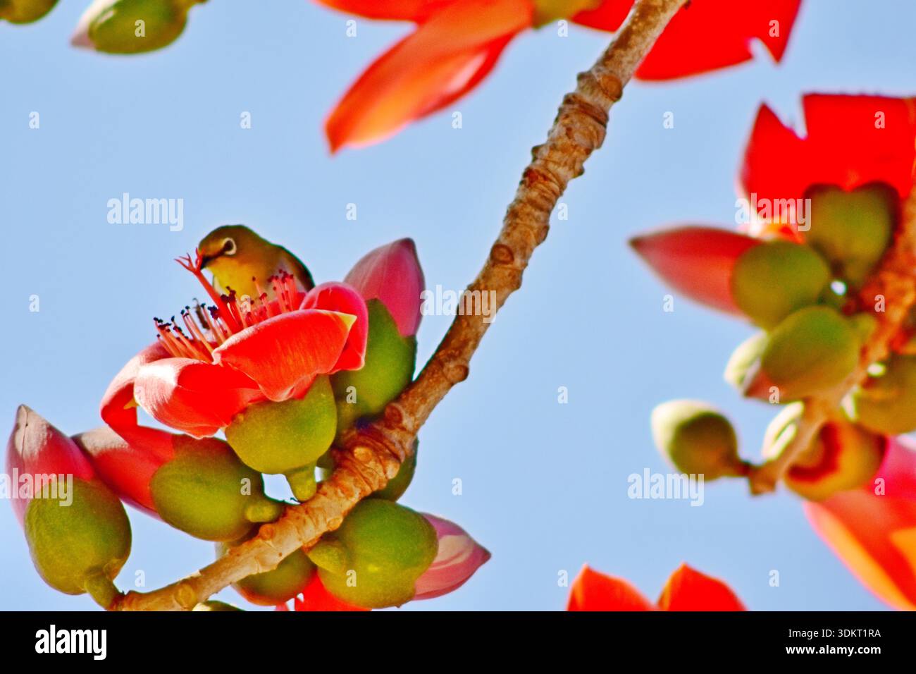 Kapok flowers bloom on Jiefang Road in Sanya City, southernmost China's ...