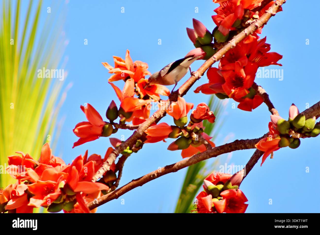 Kapok flowers bloom on Jiefang Road in Sanya City, southernmost China's ...