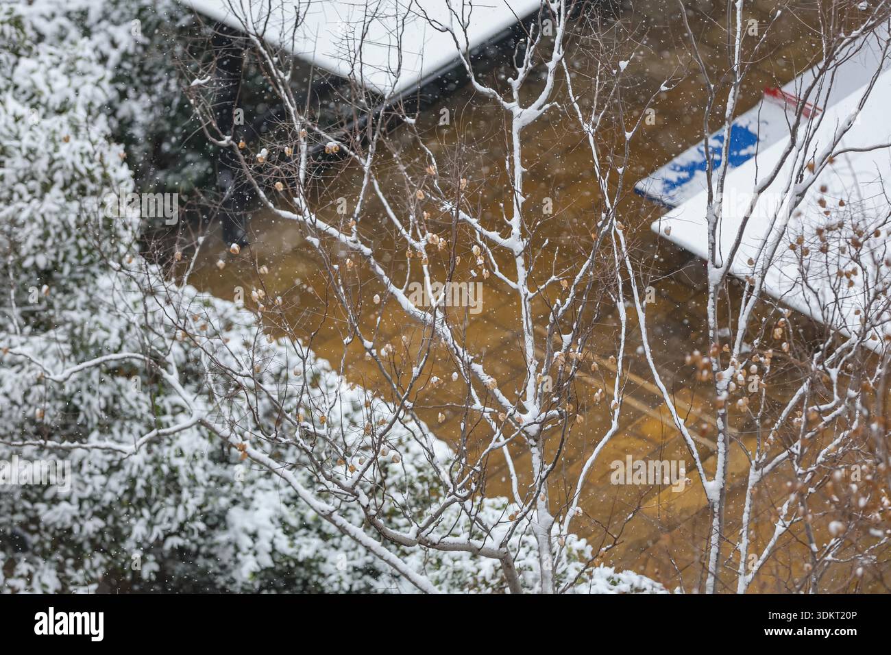 Trees covered in snow create a picturesque scene in Zhengzhou City ...