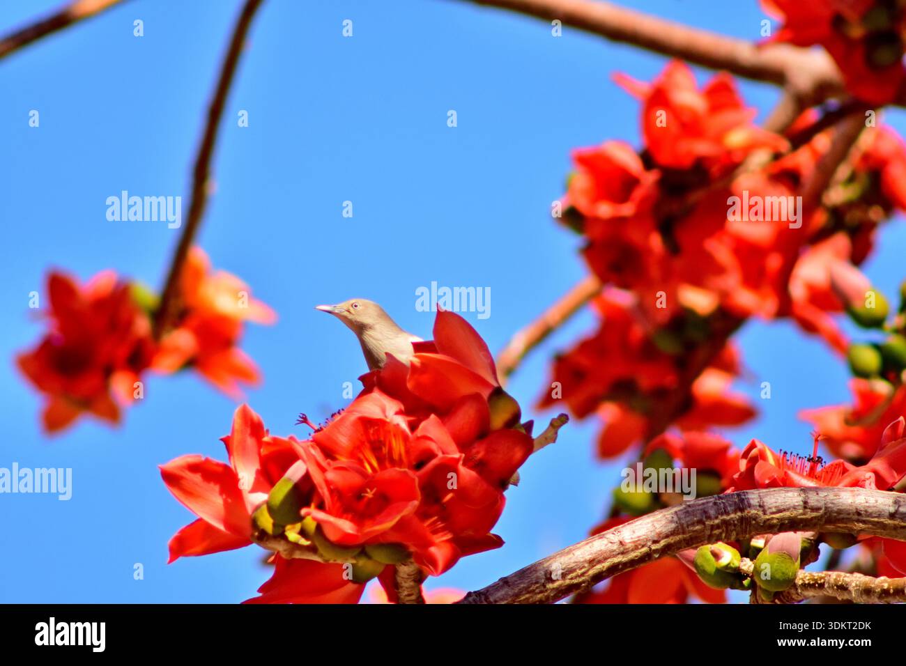 Kapok flowers bloom on Jiefang Road in Sanya City, southernmost China's ...