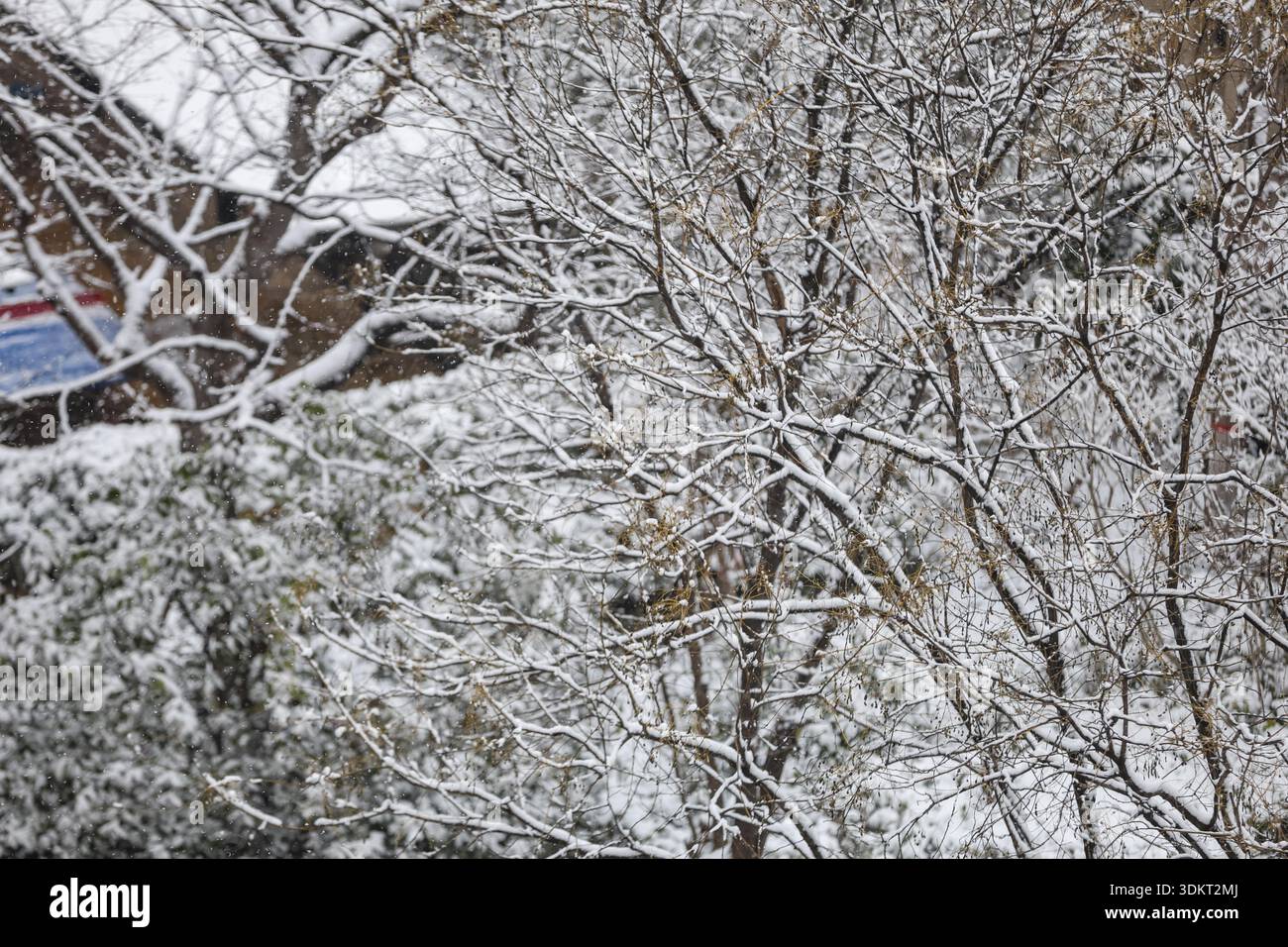 Trees covered in snow create a picturesque scene in Zhengzhou City ...