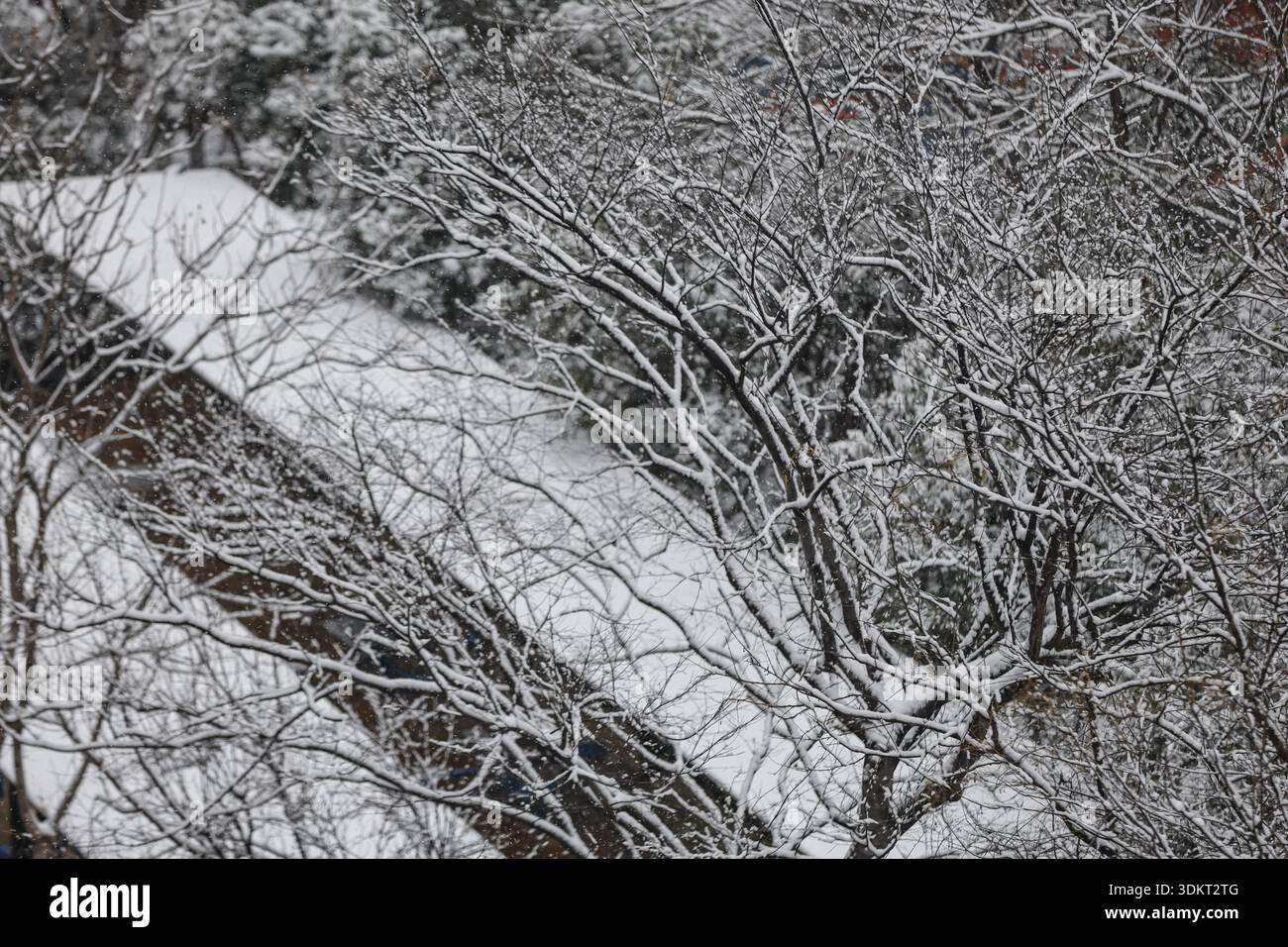 Trees covered in snow create a picturesque scene in Zhengzhou City ...