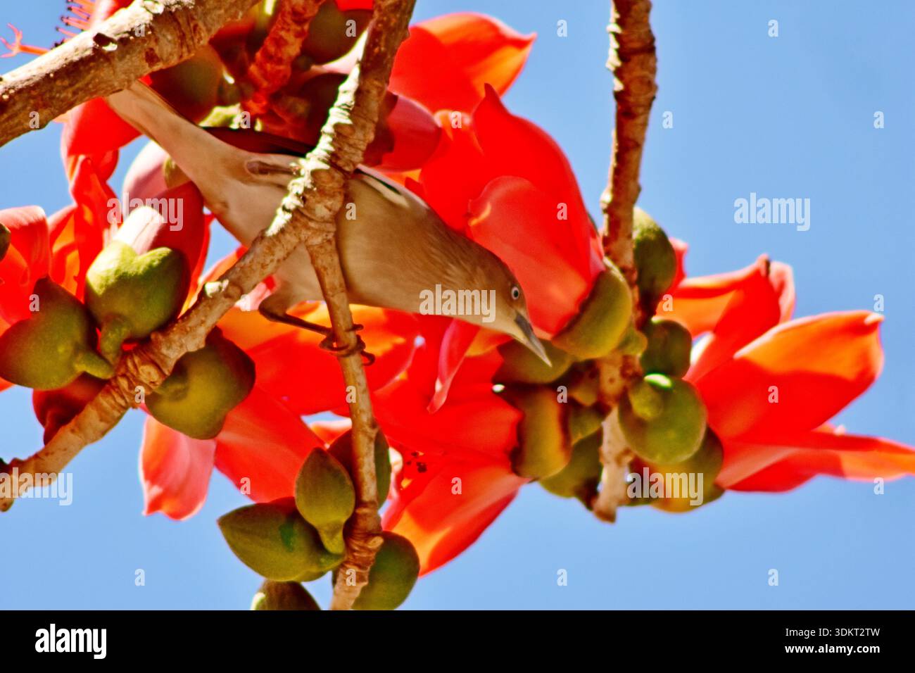 Kapok flowers bloom on Jiefang Road in Sanya City, southernmost China's ...