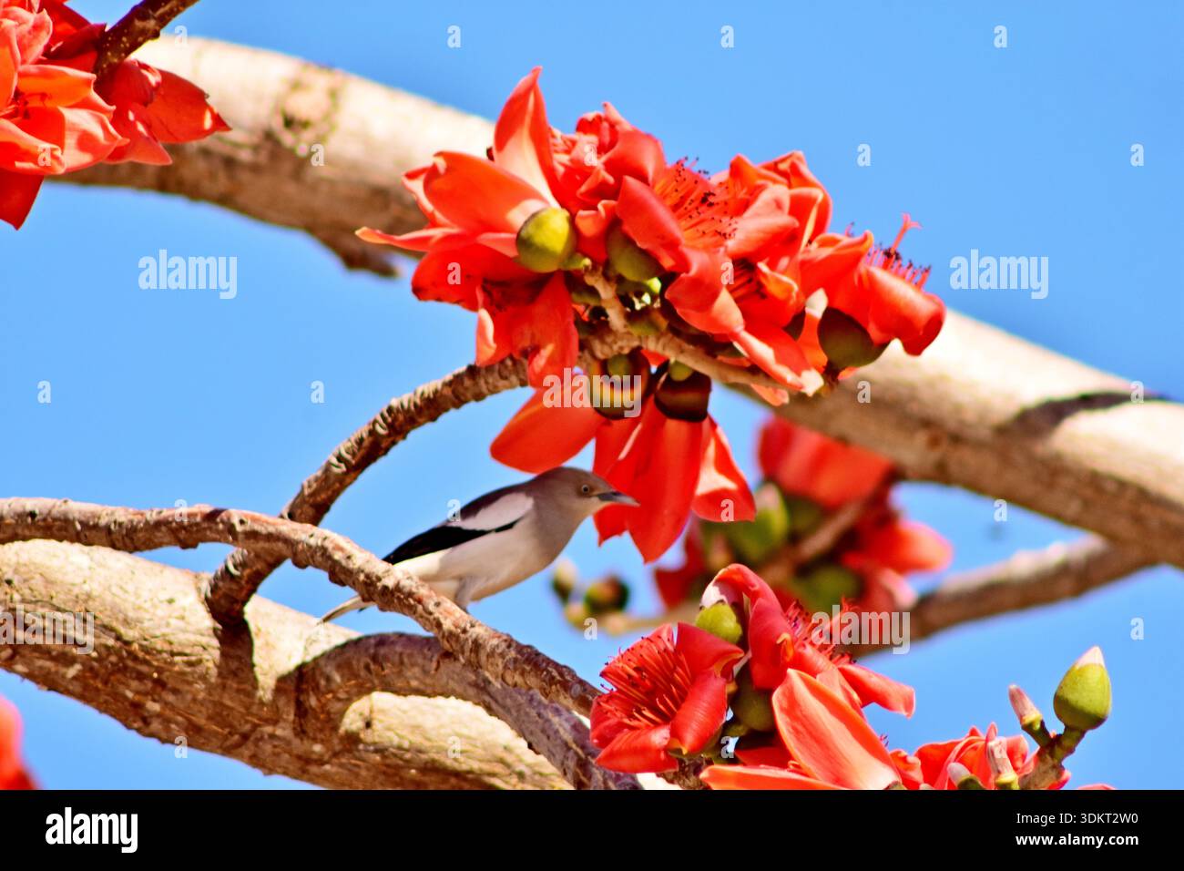 Kapok flowers bloom on Jiefang Road in Sanya City, southernmost China's ...
