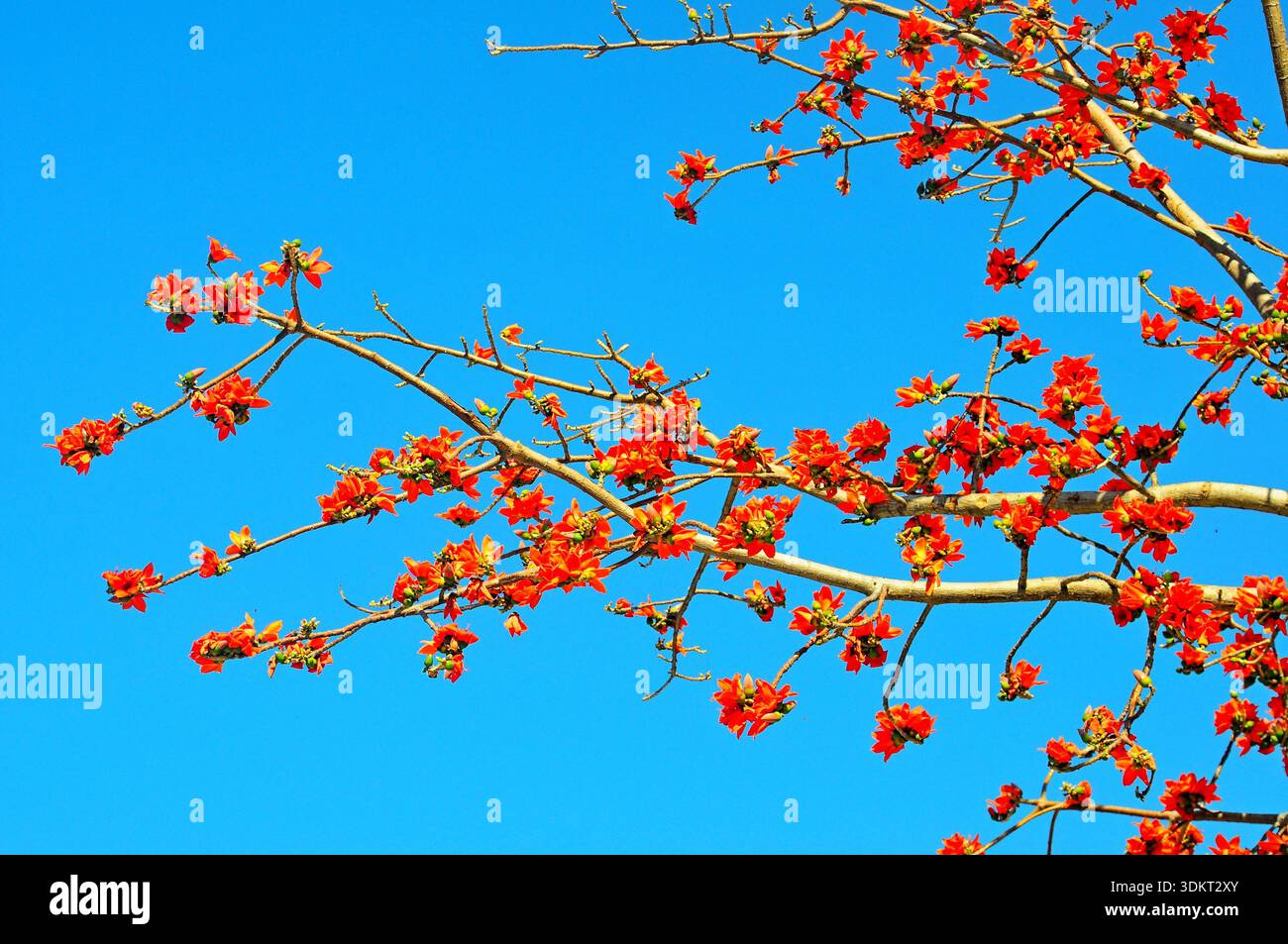 Kapok flowers bloom on Jiefang Road in Sanya City, southernmost China's ...