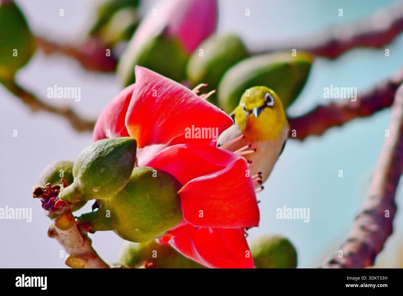 Kapok flowers bloom on Jiefang Road in Sanya City, southernmost China's ...