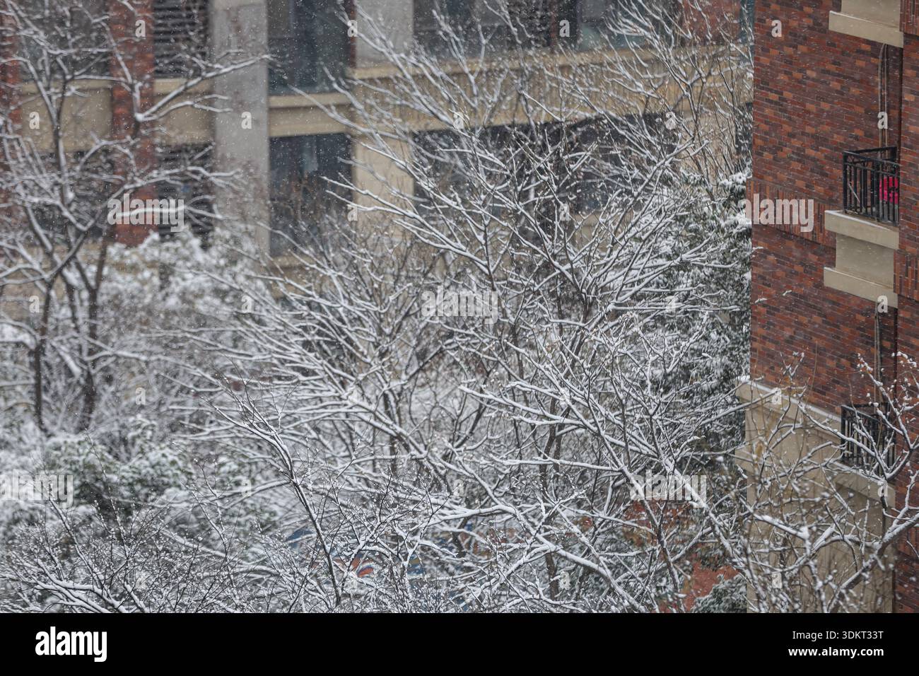 Trees covered in snow create a picturesque scene in Zhengzhou City ...