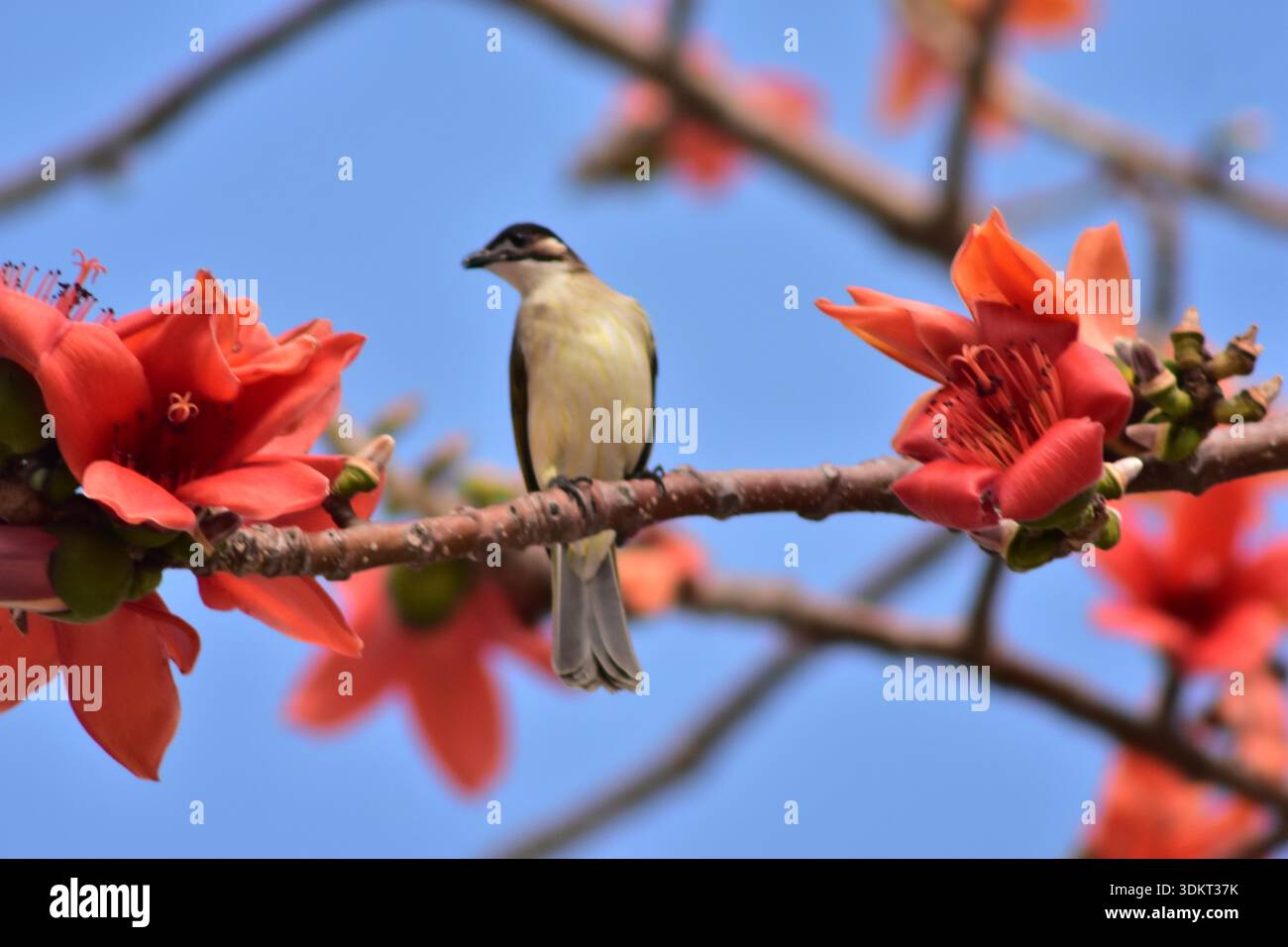 Kapok flowers bloom on Jiefang Road in Sanya City, southernmost China's ...