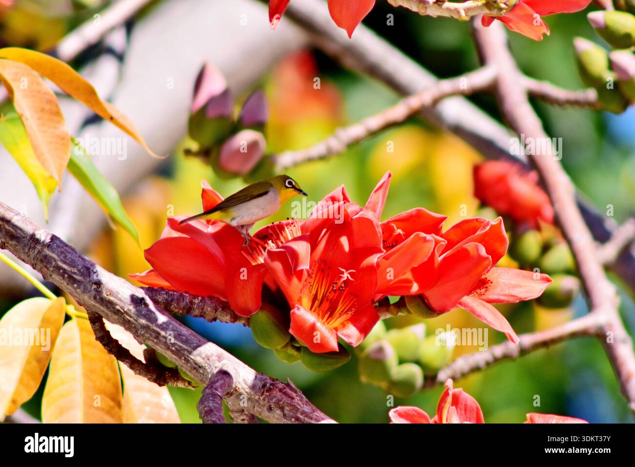 Kapok flowers bloom on Jiefang Road in Sanya City, southernmost China's ...