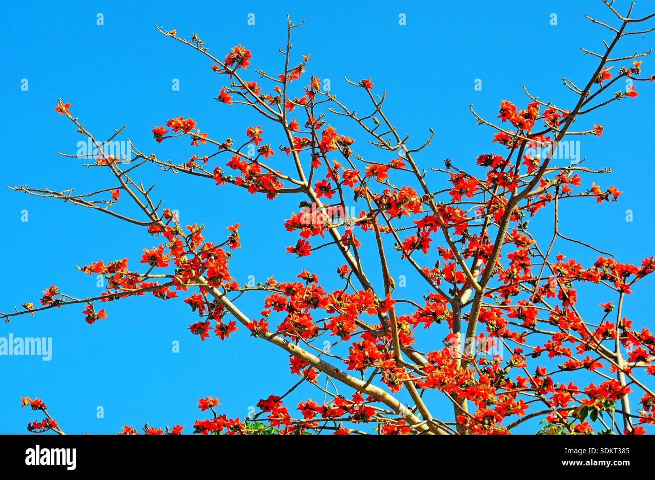 Kapok flowers bloom on Jiefang Road in Sanya City, southernmost China's ...