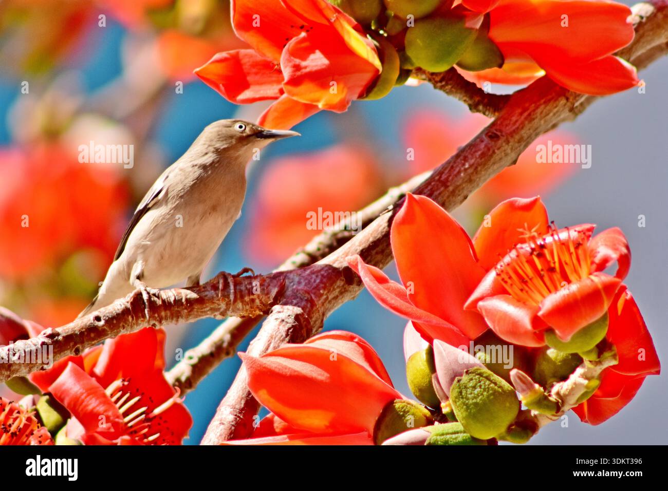 Kapok flowers bloom on Jiefang Road in Sanya City, southernmost China's ...