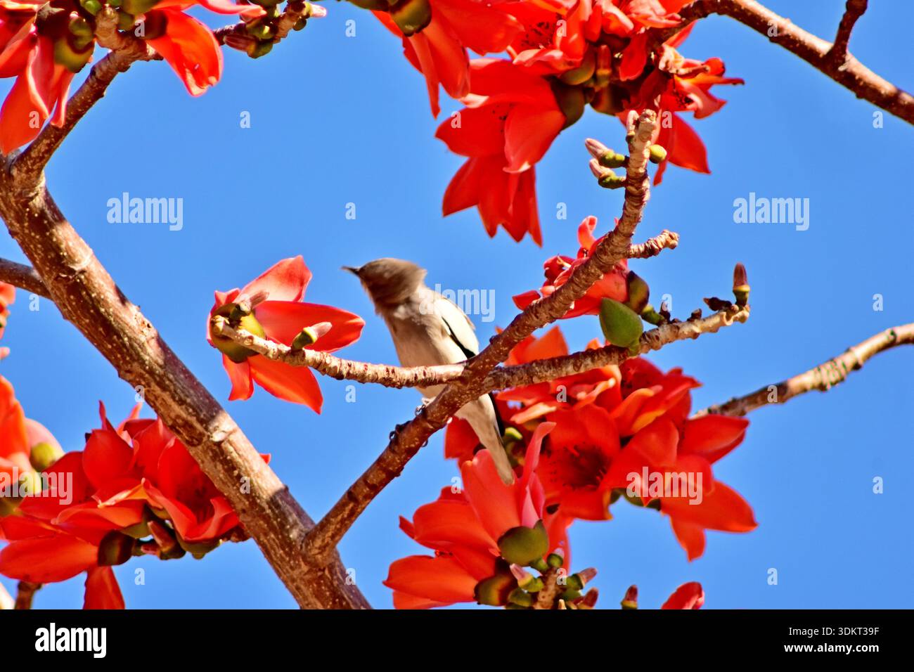 Kapok flowers bloom on Jiefang Road in Sanya City, southernmost China's ...