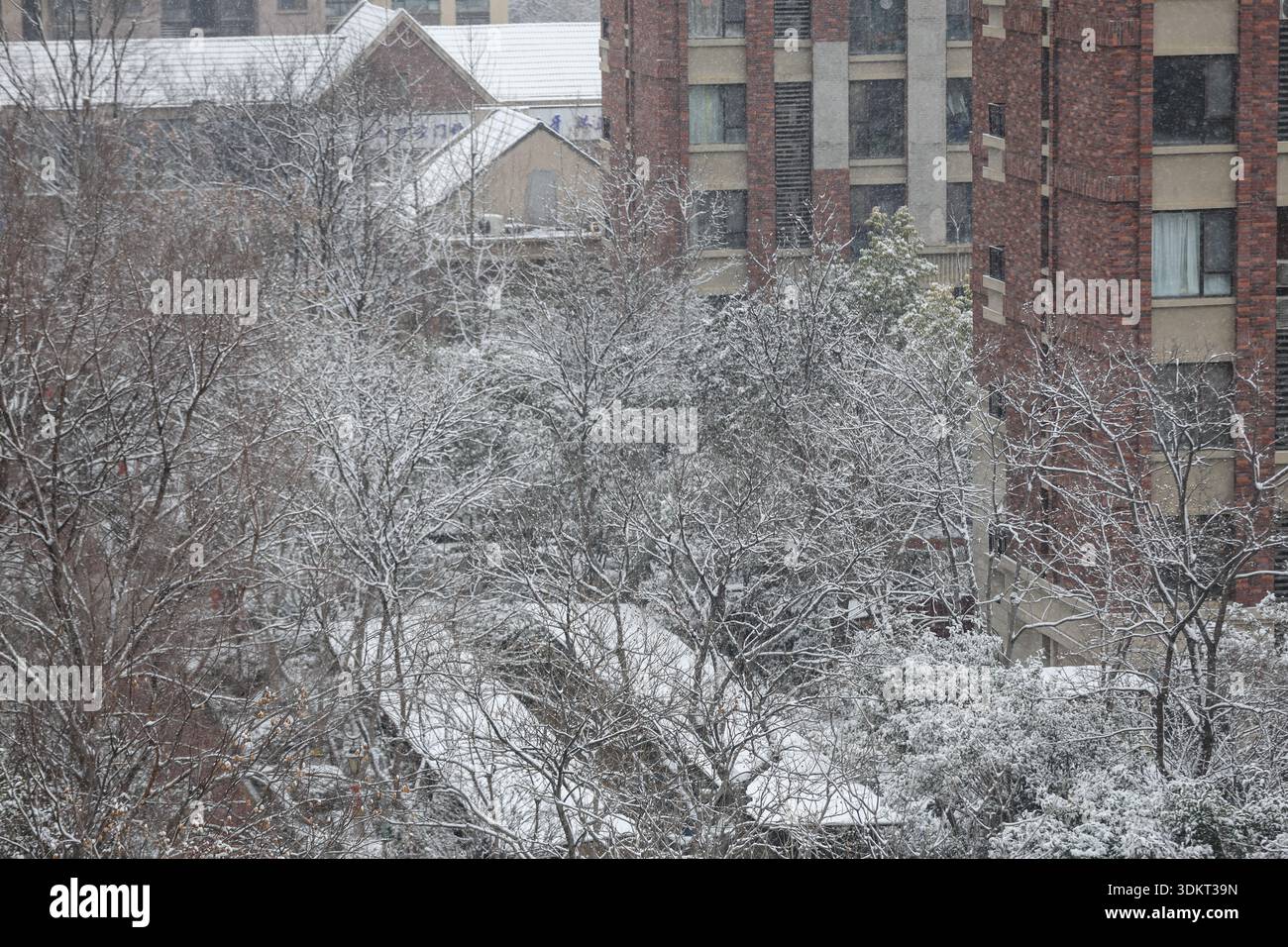 Trees covered in snow create a picturesque scene in Zhengzhou City ...