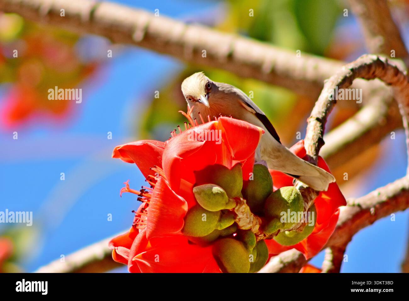 Kapok flowers bloom on Jiefang Road in Sanya City, southernmost China's ...